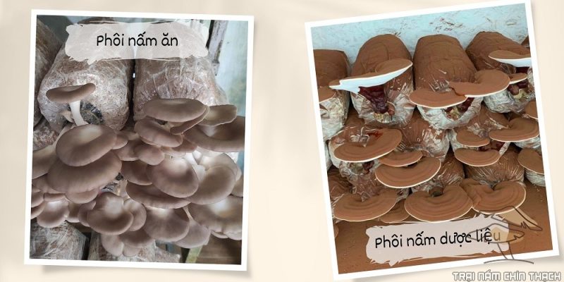 13 loại Phôi nấm giá tốt nhất thị trường 01/2024 | Mua ngay